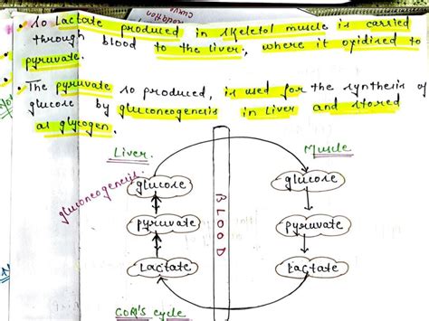 Cori Cycle Notes Pdf Best Handwritten Notes For Mbbs Neet And