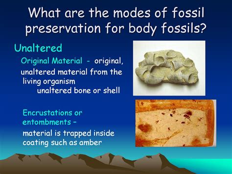 Fossils Ppt Download