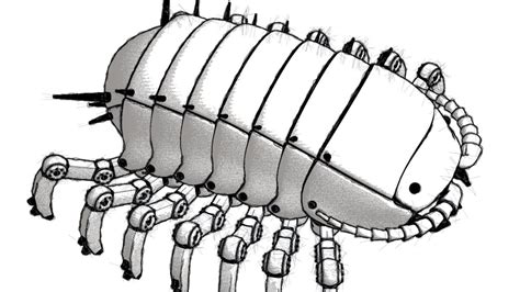 Pill Bug Drawing Free Download On Clipartmag