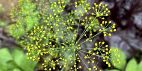 27 Dill Companion Plants And 5 To Avoid Fluxing Well