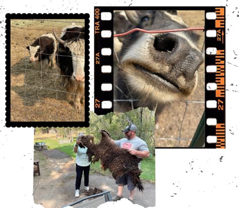 Yakity Yak Adventure Part Two Jane Howatt