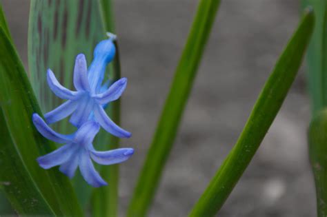 보라색 라일락 블루 히아신스 꽃 클로즈업정원 공원에서 성장한다 신선한 단풍과 부드러운 아름다운 첫 봄 꽃 복사 공간 풍경 수평 형식과 밝은 다채로운 봄 사진 0명에 대한