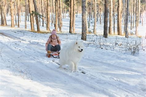 Cachorro Samoyed Branco Puxando Trenó Com Criança Feliz Foto Premium