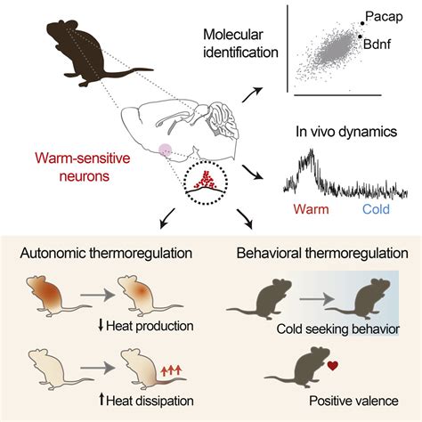 Warm Sensitive Neurons That Control Body Temperature Cell