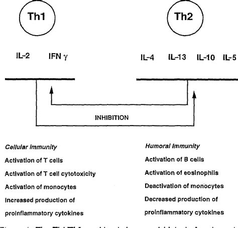 Th1th2 Cytokine Balance In Arthritis Semantic Scholar