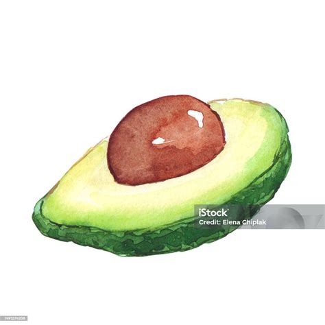 아보카도와 반 아보카도 흰색 배경에 분리된 수채화 그림 건강한 식생활에 대한 스톡 벡터 아트 및 기타 이미지 건강한 식생활