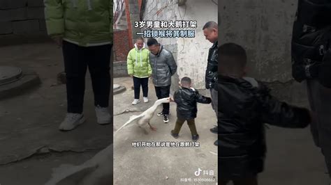 萌娃和大鹅打架 一招锁喉 Youtube