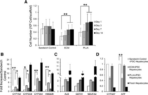 Ipsc Hepatocyte Culture Within Three Dimensional Scaffolds Leads To