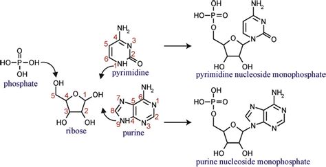 Structures Of Nucleotides And Their Components Ribose Nucleobase And