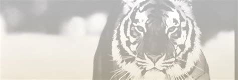 Microdisplay Oledworks