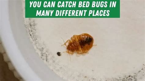 Male Vs Female Bed Bugs Reproduction And Control
