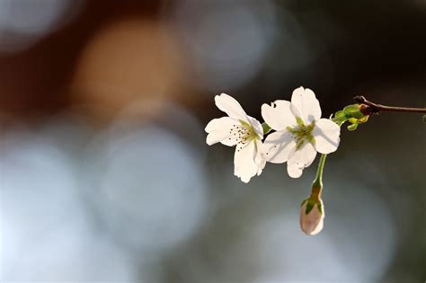 Cherry Blossom Spring Nature Free Photo On Pixabay Pixabay