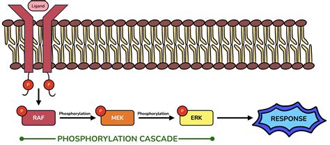 Intracellular Signaling Quizlet