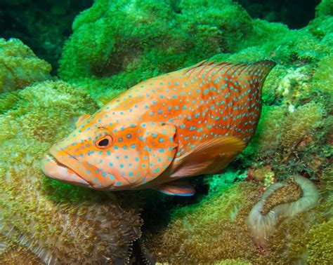 Coral Hind Cephalopholis Miniata
