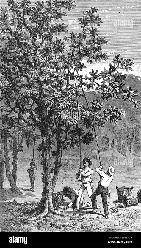 Agricultural Workers Picking Or Harvesting Cocoa Beans In Cocoa Plantation With Harvesting Rods Agricultural Workers Picking Or Harvesting Cocoa Beans In Cocoa Plantation With Harvesting Rods