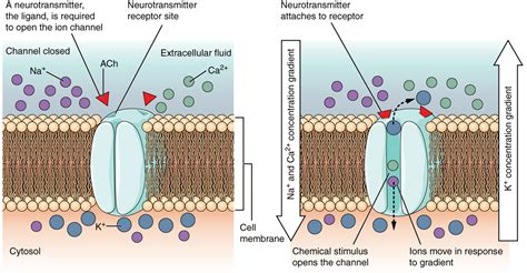 Membrane Potential Tutorial Sophia Learning