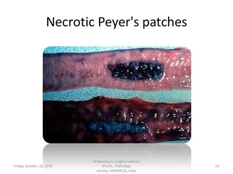 Common Cattle Diseases By Drpavulrajs Mvsc Pathology Scholar