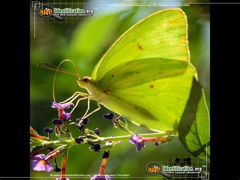 Cloudless Sulphur Butterfly Migration And Range California State