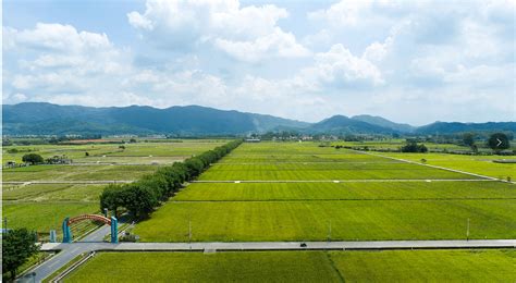 踔厉奋发！增城加快建设国家农业现代化示范区乡村荔枝发展