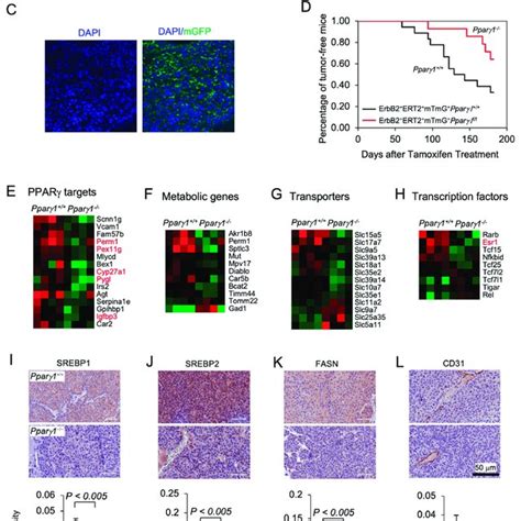 Pparγ1 Collaborates In Erbb2 Induced Mammary Adenocarcinoma Promoting