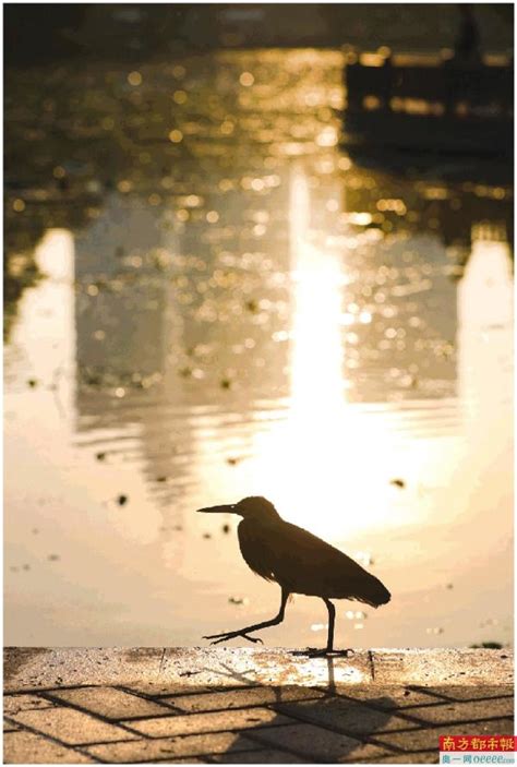 夕阳下湖边的小鸟 南方都市报·奥一网