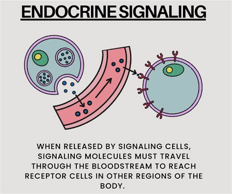Short And Long Distance Cell Signaling By Britney Atoms To Algorithms Medium