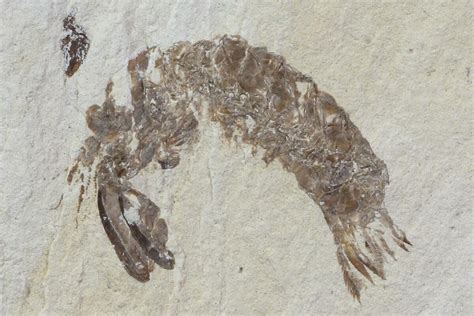 1 3 Fossil Mantis Shrimp Sculda Syriaca Lebanon 70425 For Sale