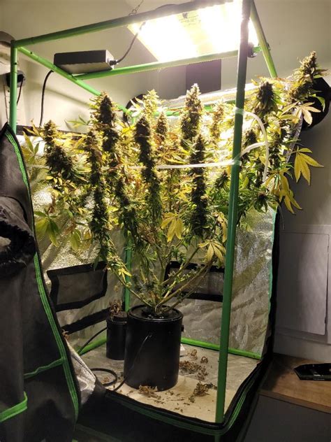 right before the chop and after an unnecessarily long flush grown in
