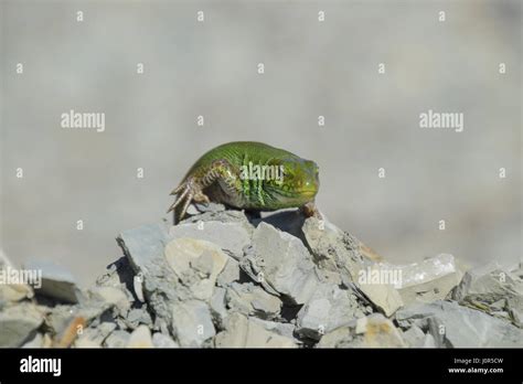 An Ordinary Quick Green Lizard Lizard On The Rubble Sand Lizard