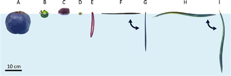 Propagule Types Of Different Mangrove Species And Their Position