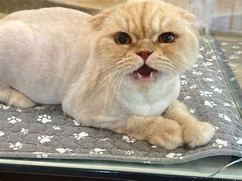 스코티쉬폴드 룽지 샴입양 셀커크렉스입양 스코티쉬폴드입양 스핑크스입양 아메리칸숏헤어입양 아비시니안입양 터키시앙고라입양 페르시안입양 애완견입양 반려견입양 털빠짐없는소형견종류