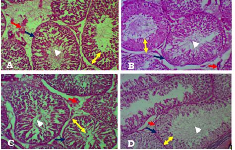 Seminiferous Tubules Of The Testes A Seminiferous Basement Membranes