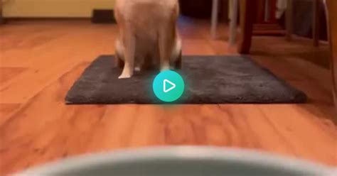 Biscuits “ball Crazy Shiba” Software Seems To Have Stopped Working ️ Album On Imgur