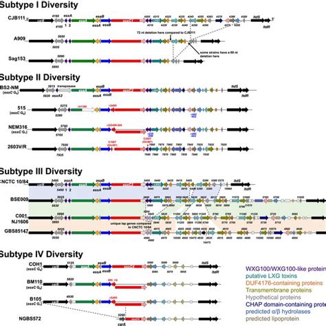 Intra‐subtype Diversity Of The Gbs T7ss Gbs T7ss Loci Representing