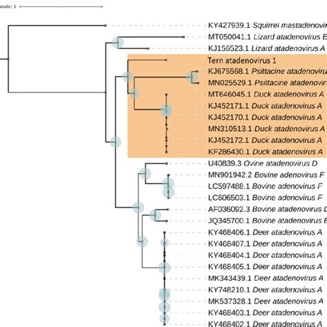 Maximum Likelihood Phylogenetic Tree Based On Concatenated Amino Acid
