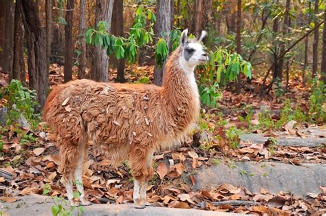 Llama Foto Premium