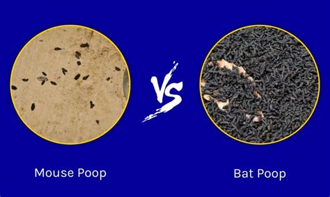 Mice Droppings Size