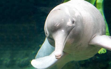 Amazon River Dolphin Inia Geoffrensis Dolphins World