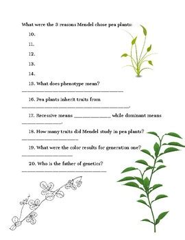 Gregor Mendel Printable Questions And Answers Page By Genetic Lesson Plans