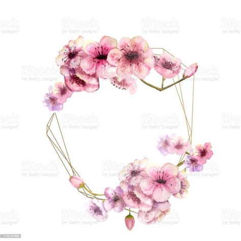 벚꽃 골드 프레임에 분홍색 꽃과 고립 된 흰색 배경에 사쿠라 지점 봄의 이미지 프레임 수채화 그림입니다 디자인 요소 0명에 대한 스톡 벡터 아트 및 기타 이미지 Istock