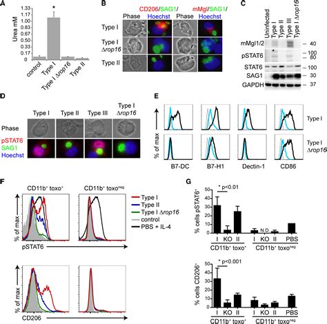 Toxoplasma Polymorphic Effectors Determine Macrophage Polarization And