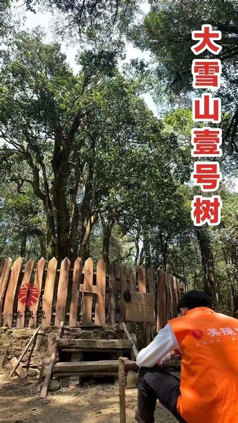 勐库大雪山茶客必喝的普洱茶山头 知乎