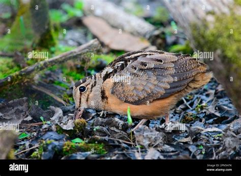 American Woodcock Scolopax Minor Adult Feeding Probing In Mud With