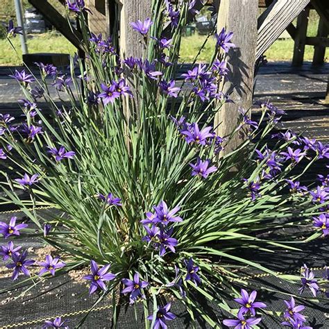 Idaho Blue Eyed Grass San Juan County Land Bank