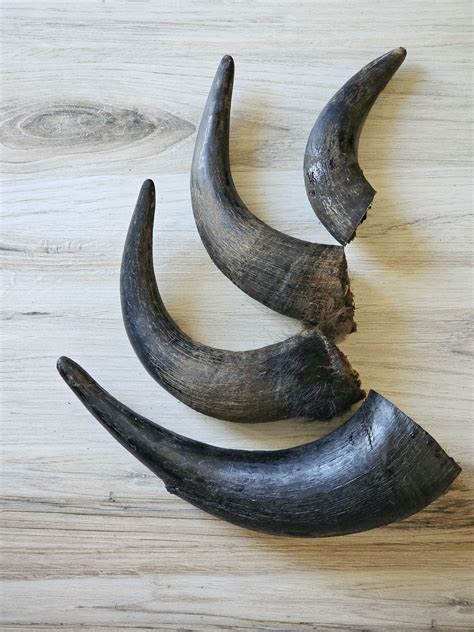Bison Horn Grass Fed And Finished Naked Beasts