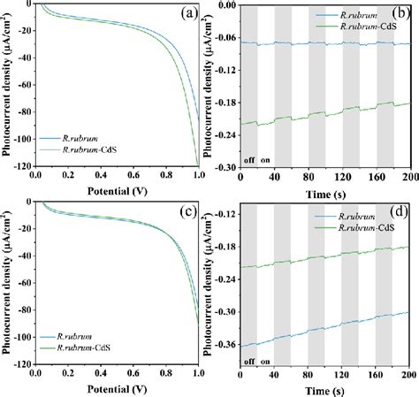 Photoelectrochemical Analysis On R Rubrum And R Rubrum Cds Biohybrid Download Scientific