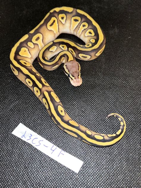 Pastel Phantommojave Od Het Clown Pos Black Head Ball Python By Sizer