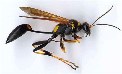 Mud Dauber Alchetron The Free Social Encyclopedia
