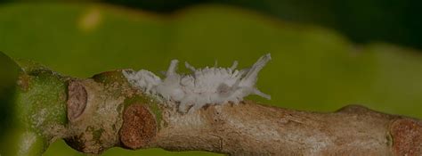 Mealybugs Environmental Factor