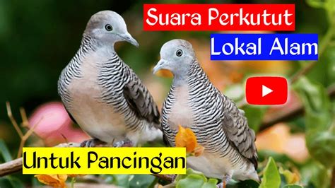 Suara Pancingan Perkutut Lokal Alam Gacor Dan Ampuh YouTube